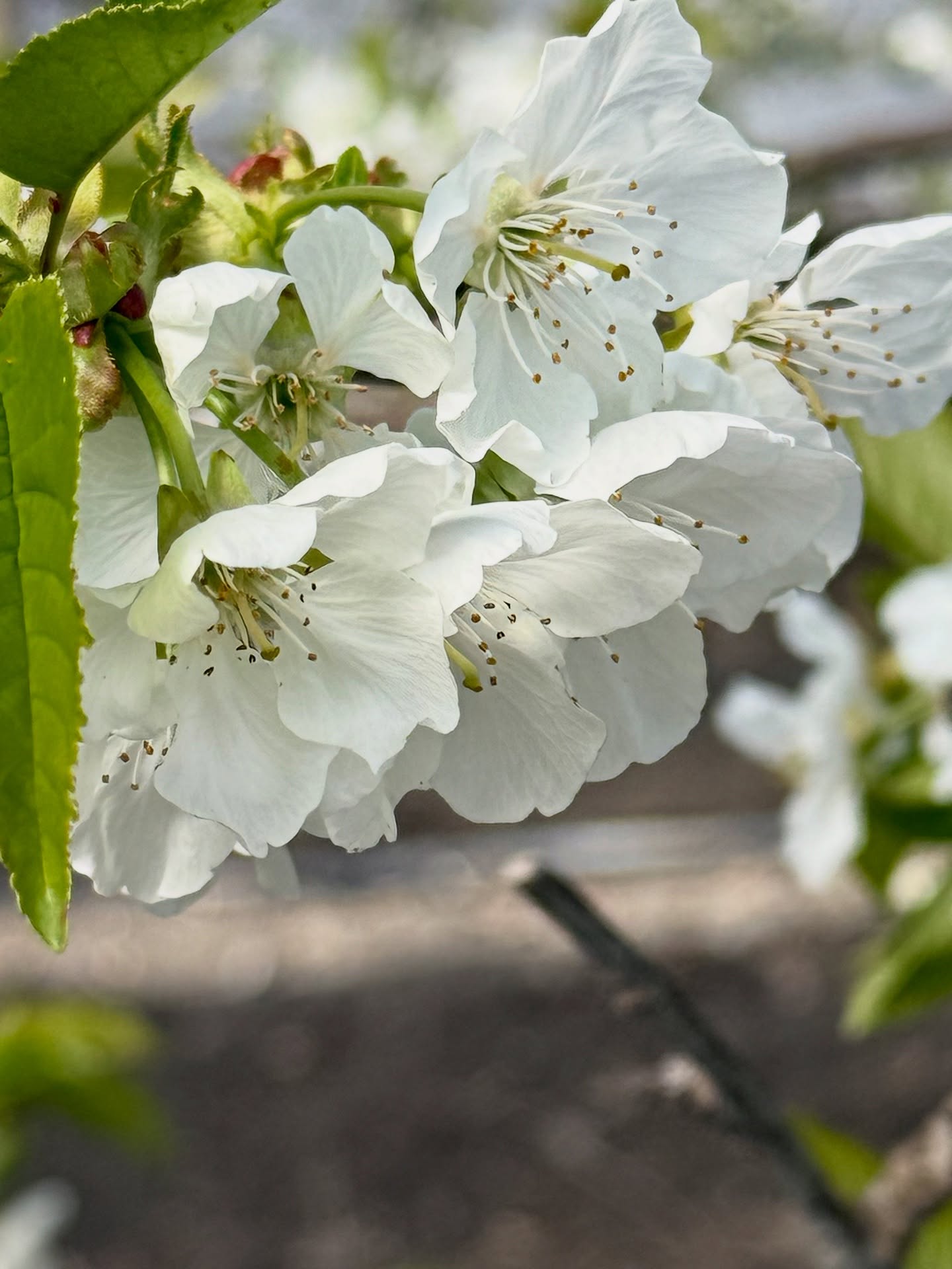 C&L FRUIT – CONFIANZA, CALIDAD Y COMPROMISO